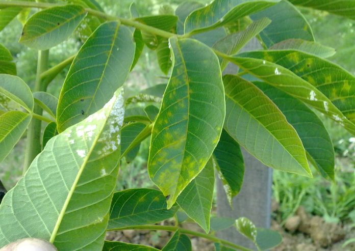 Čaj od lista oraha – Infuzija za cijelo tijelo | Zdravo tijelo zdrav duh