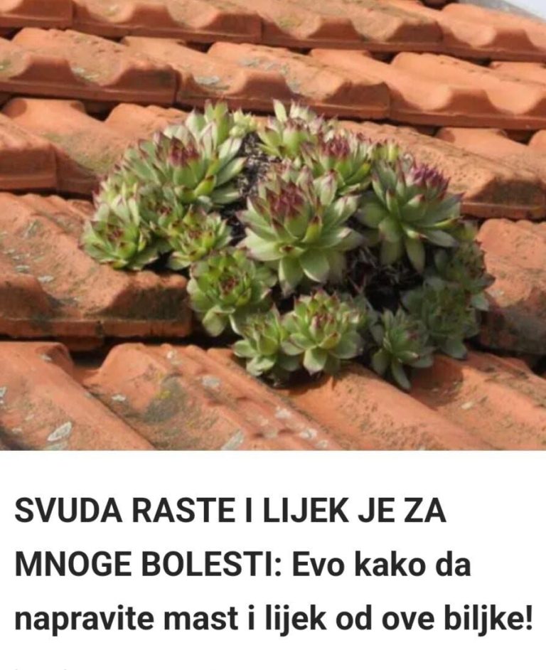 Ova biljka raste svuda, a njena mast čini čuda – Evo kako da napravite ...